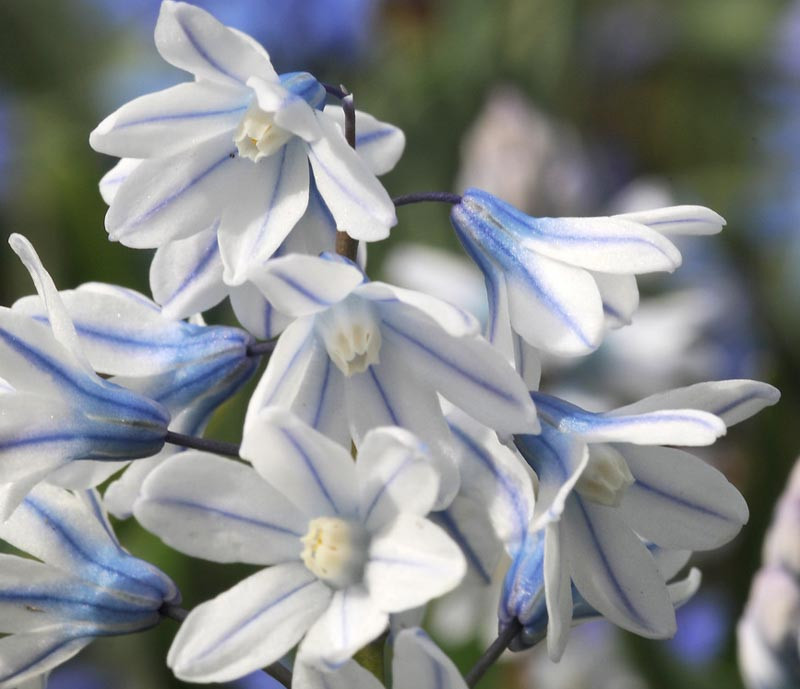 Puschkinia scilloides (Striped Squill)